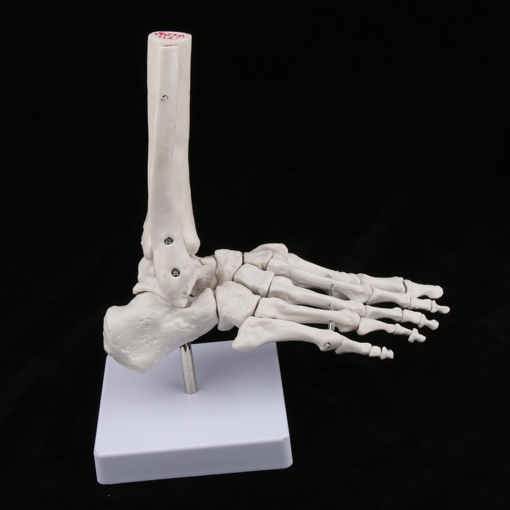 Medical Life Size Human Foot Joint Skeleton Anatomical Model, Human ...