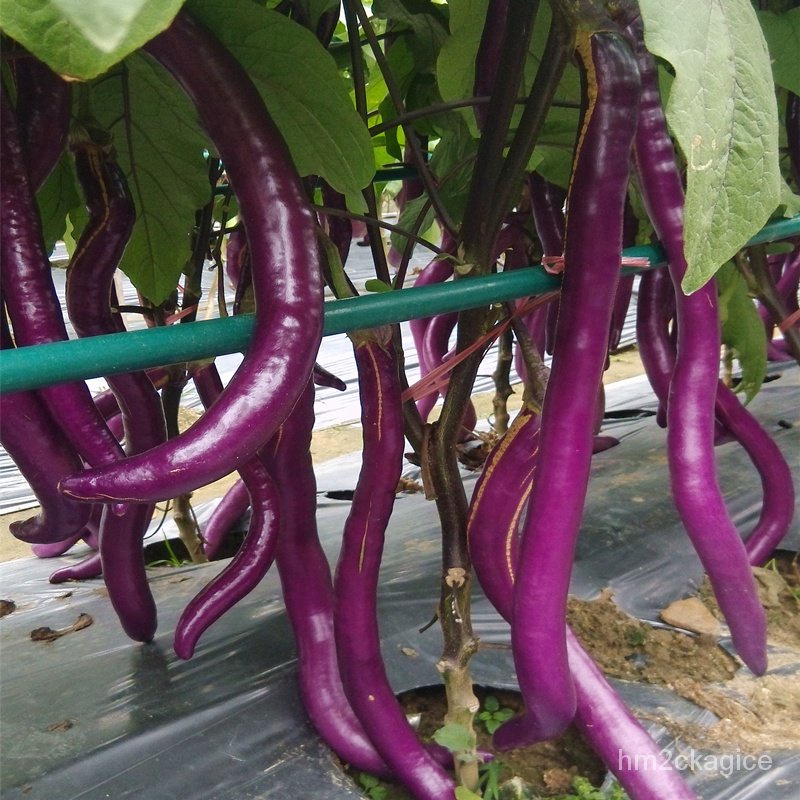 Hybrid Long Eggplant Seedsอินทรีย์เมล็ดพืชGarden Plant Seeds Bonsai ...