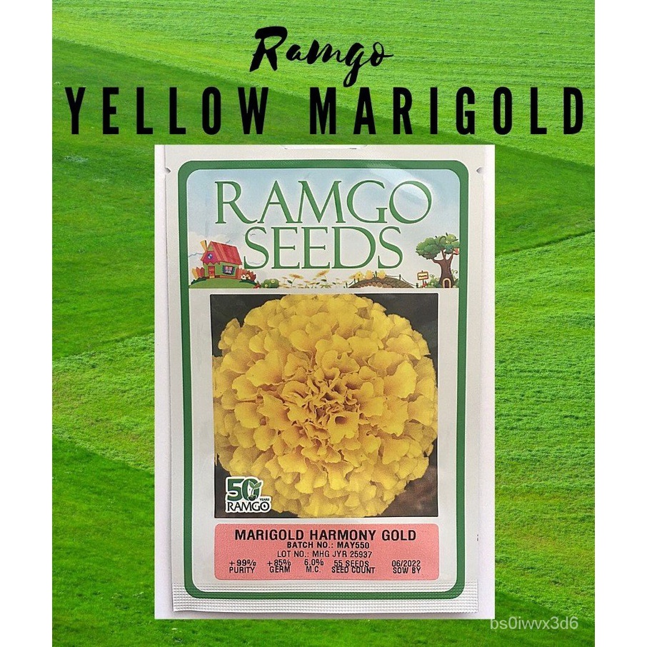 จุดประเทศไทย Ramgo YELLOW MARIGOLD Seedsเมล็ดอวบอ้วน 100 รอคอยที่จะให้ ...