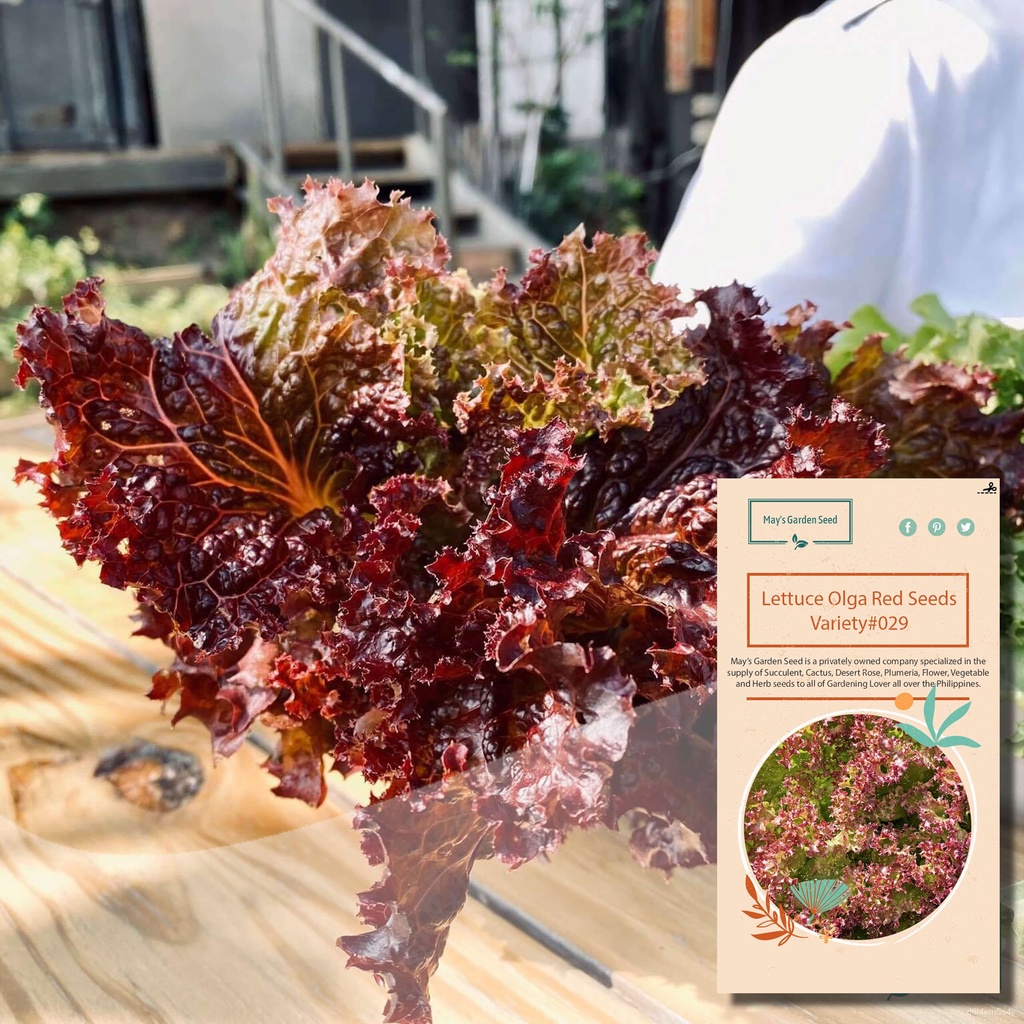 จุดประเทศไทย Lettuce Seeds Olga Red Loose Leaf Vegetable Seeds029เมล็ด ...