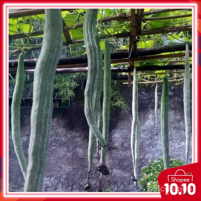 2pcs Seeds OFFER Petola Ular/ Labu ular buah nya sedap di masak lemak ...