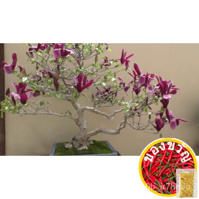 ที่มีคุณภาพสูง บอนไซแมกโนเลียเมล็ดMC63 1克约เมล็ดพืชแมกโนเลียเมล็ด ขาย ...