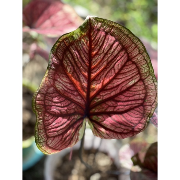 peenas, ร้านค้าออนไลน์ | Shopee Thailand