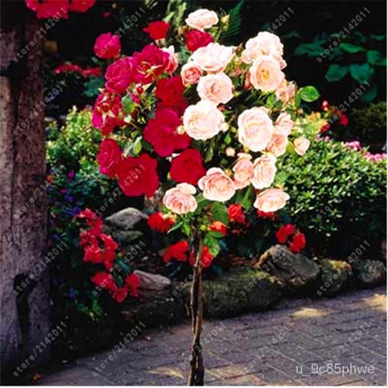 2022100 pcsbag rose tree rose seeds bonsai flower seeds tree seeds ...
