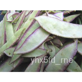 BATAO SEEDS - (5 seeds) vegetable seeds香菜文胸种子裙子儿童通心菜帽子花园seeds鲜花 7HEN ...