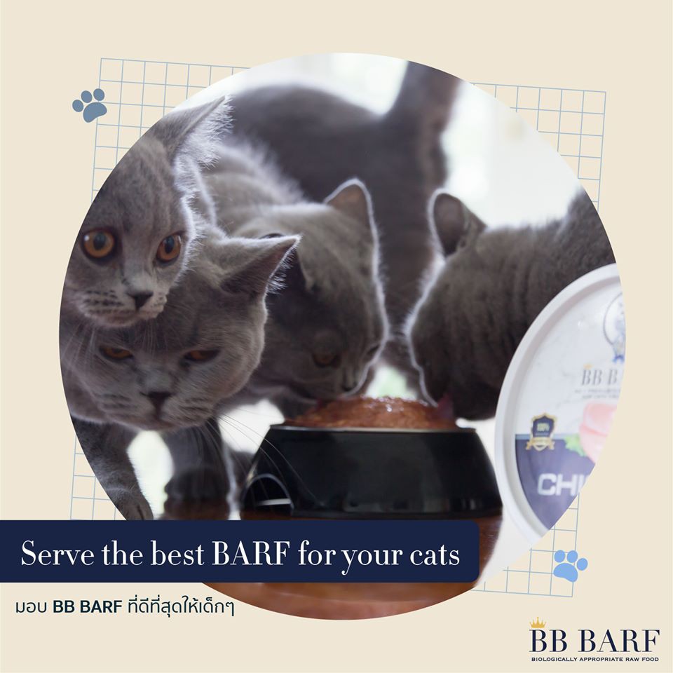BB BARF อาหารบาร์ฟสำหรับแมว สร้างภูมิต้านทาน ลดขนร่วง เพิ่มน้ำและสร้าง ...