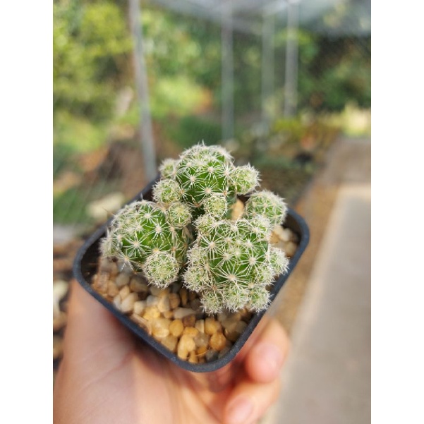 กระบองเพชรจิ๋ว/cactus | Shopee Thailand