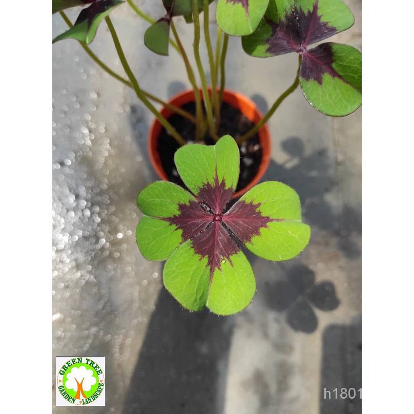INDOOR PLANT - Oxalis tetraphylla Iron Cross (Lucky clover) Clover ...