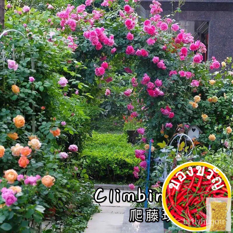 Ready Stock Flower Seed Climbing Rose Biji Bernih Bunga Mendaki Mawar ...