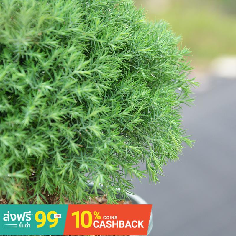 มินิน่ารักRime pine potted cold-resistant plant สี่ฤดูมักจะปลูกพืชสี ...