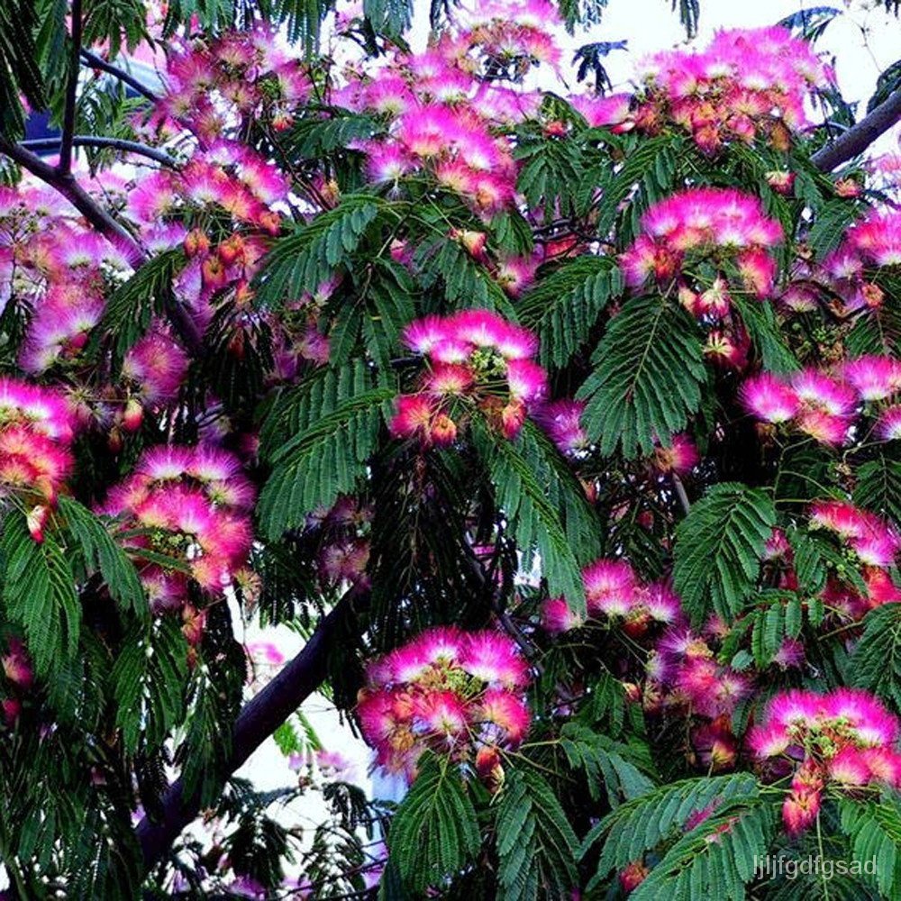 20PCS Acacia Tree Seeds (albizia Julibrissin) Bonsai Flower Seeds ...