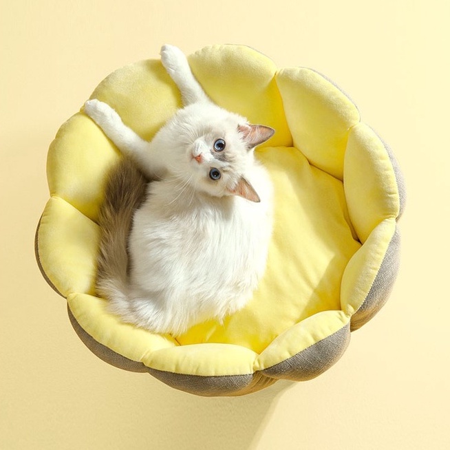 สินค้าใหม่ Rabbit Selection Pet Petshy(เพ็ทชี่) shell cat bed ที่นอน ...