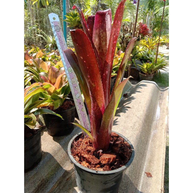 Billbergia ถูกที่สุด พร้อมโปรโมชั่น พ.ค. 2024|BigGoเช็คราคาง่ายๆ