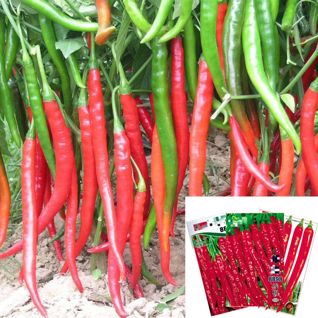 เมล็ดพริกโจลอง 500 เมล็ด เมล็ดพริกยาวจีนยอดนิยม เมล็ดนำเข้า พันธุ์แท้ ...