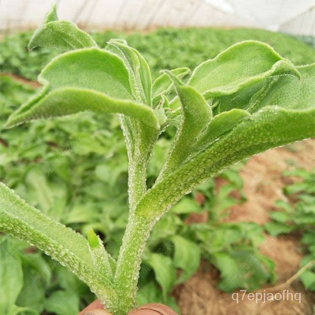 Benih Sayur-sayuran Varieties of Vegetable Seeds เมล็ดพืช- Kingผักชี ...