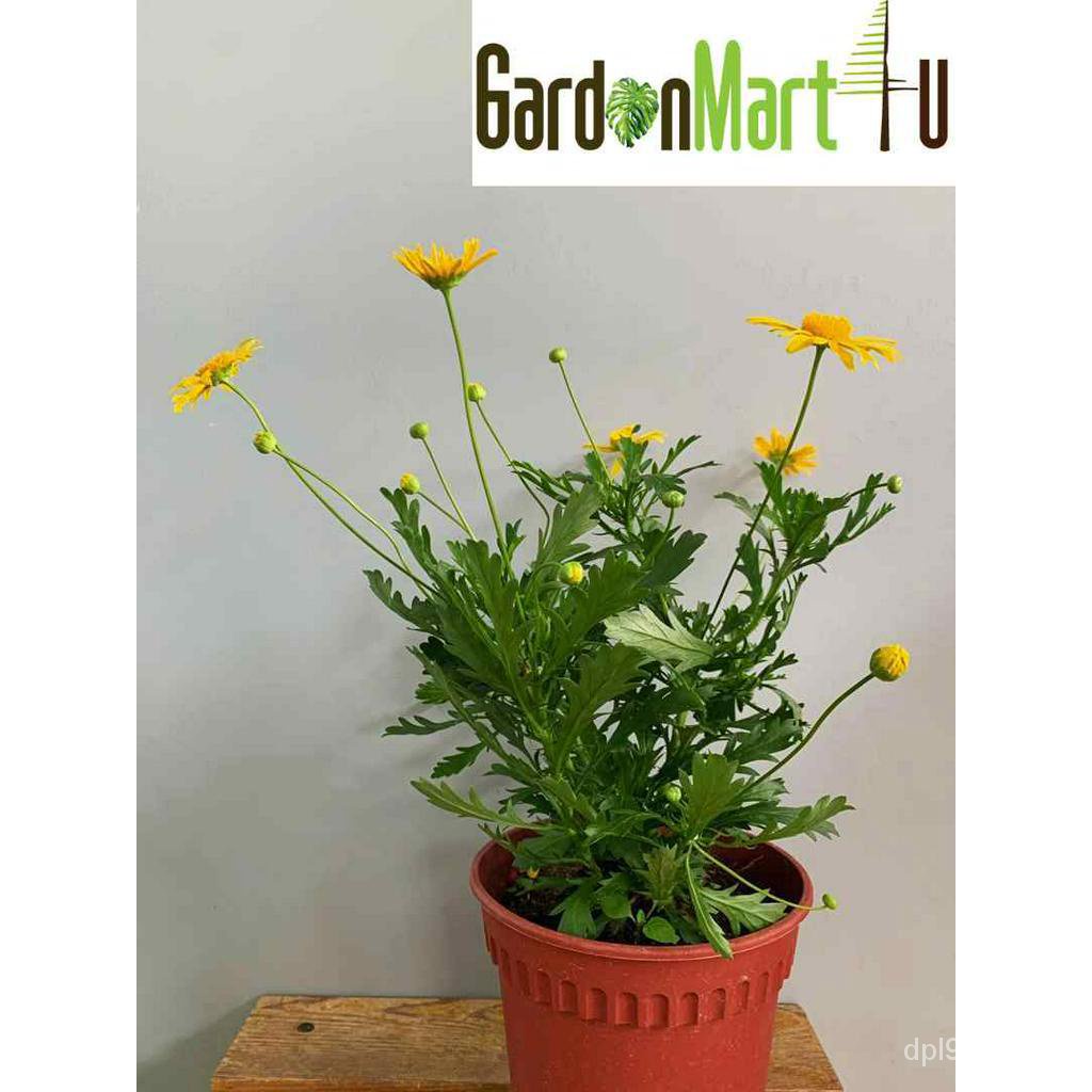 GardenMart4U Live Plant Euryops pectinatus Viridis Pokok Hiasan Pokok ...