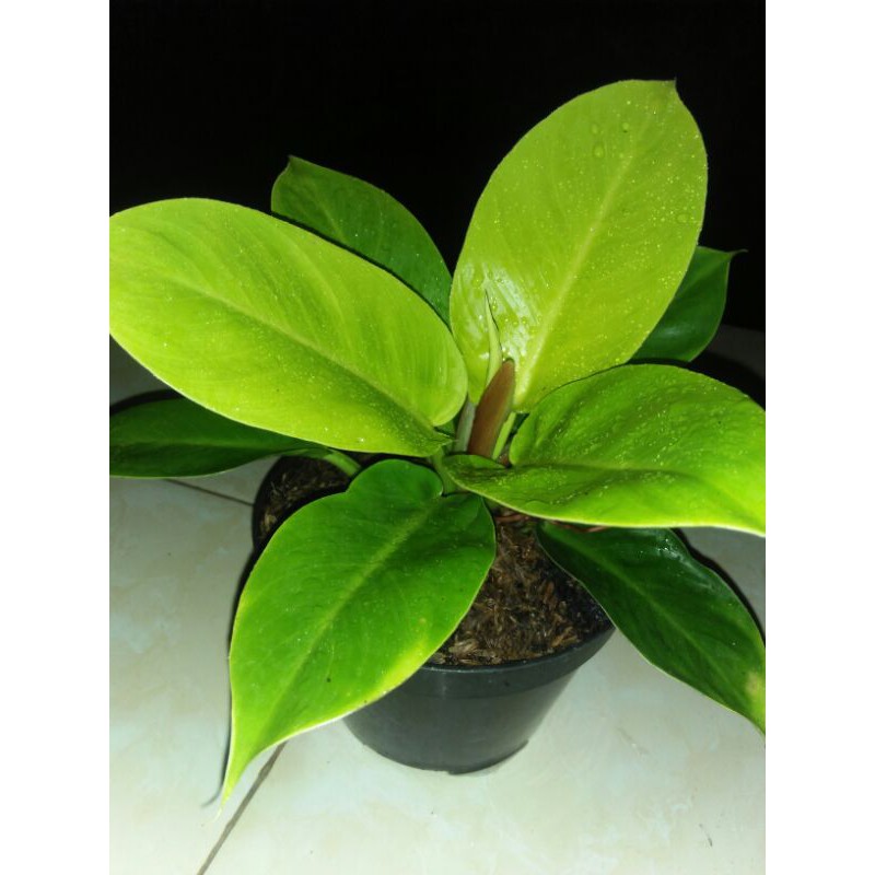 โคมไฟ Philo รูปทรงมะนาว Philo Moonlight สําหรับตกแต่งบ้าน - gelar ...