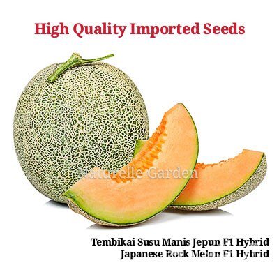 จุดประเทศไทย Biji Benih Tembikai Susu Manis Jepun F1 Hybrid Japanese ...