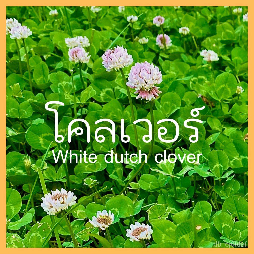 เมล็ดพันธุ์ ผู้ผลิตเมล็ดพันธุ์พืชดอกไม้ โคลเวอร์ 500 เมล็ดWhite dutch ...