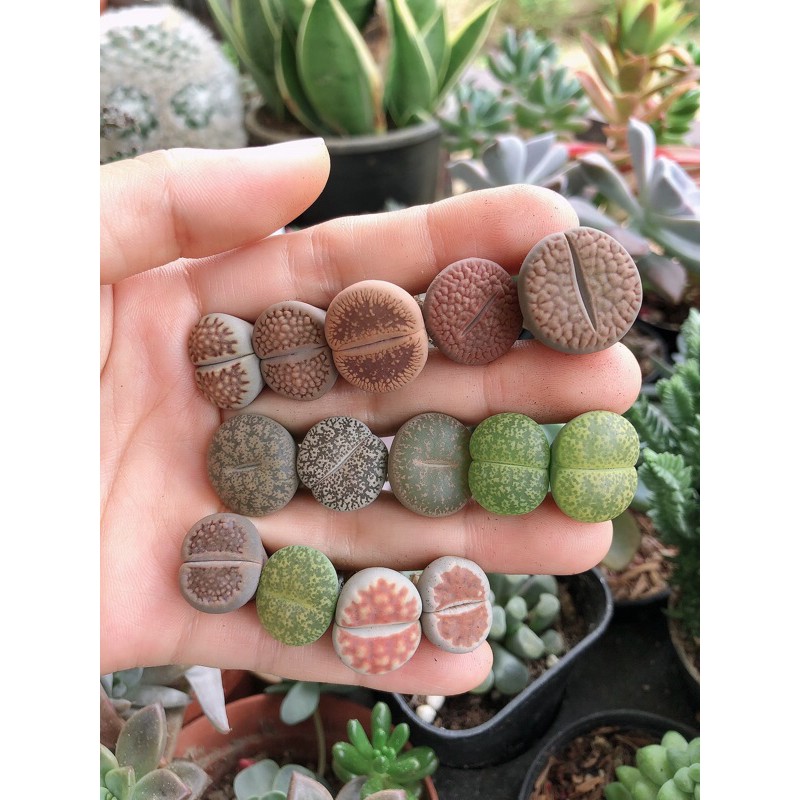 litop ถูกที่สุด พร้อมโปรโมชั่น พ.ย. 2025 | BigGoเช็คราคาง่ายๆ