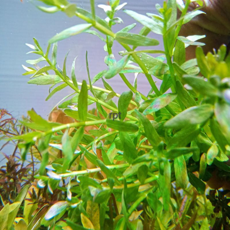 Rotala sp.Green(เขียว) | Shopee Thailand
