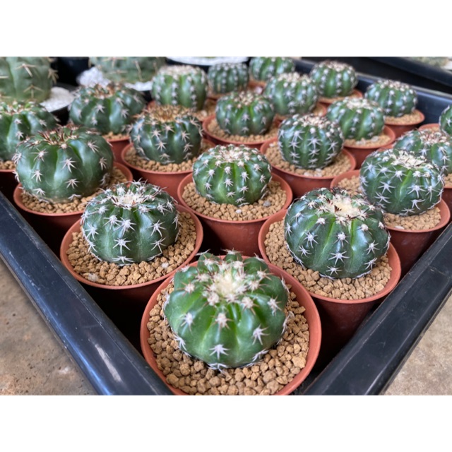 ดิสโก้แคคตัส Discocactus hybrid ไม้เมล็ด | Shopee Thailand