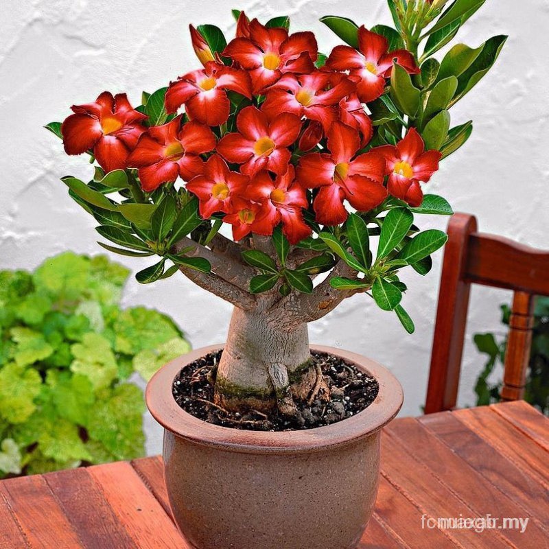 20pcs Benih tahan panas Adenium Obesum, bunga gurun, biji bunga langka ...