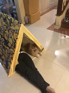 Minions - Despicable Me - Kids Tent (ver. 2) | Shopee Thailand