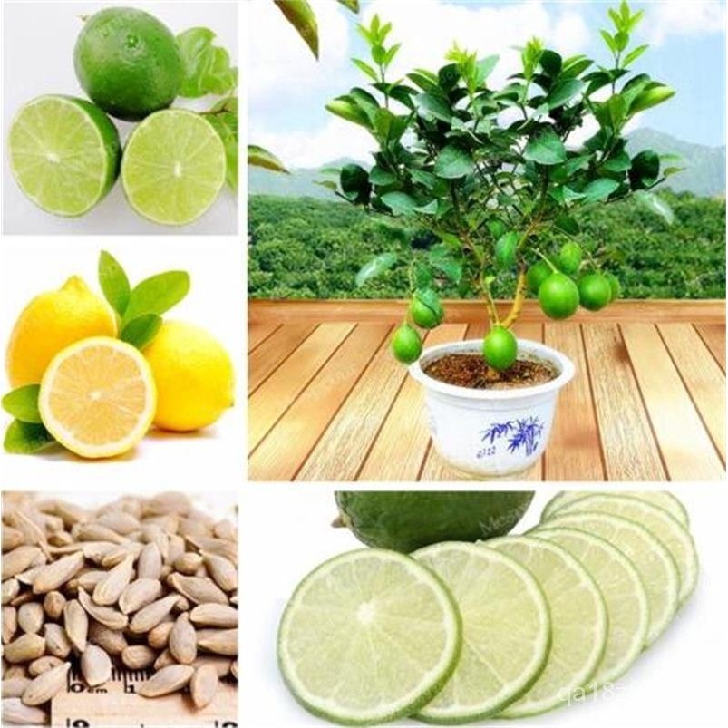 10Pcs Lemon Tree Seeds Mini Bonsai Fruit Lemon fruit Vegetable Seeds Home Garden Planting dNwM ...