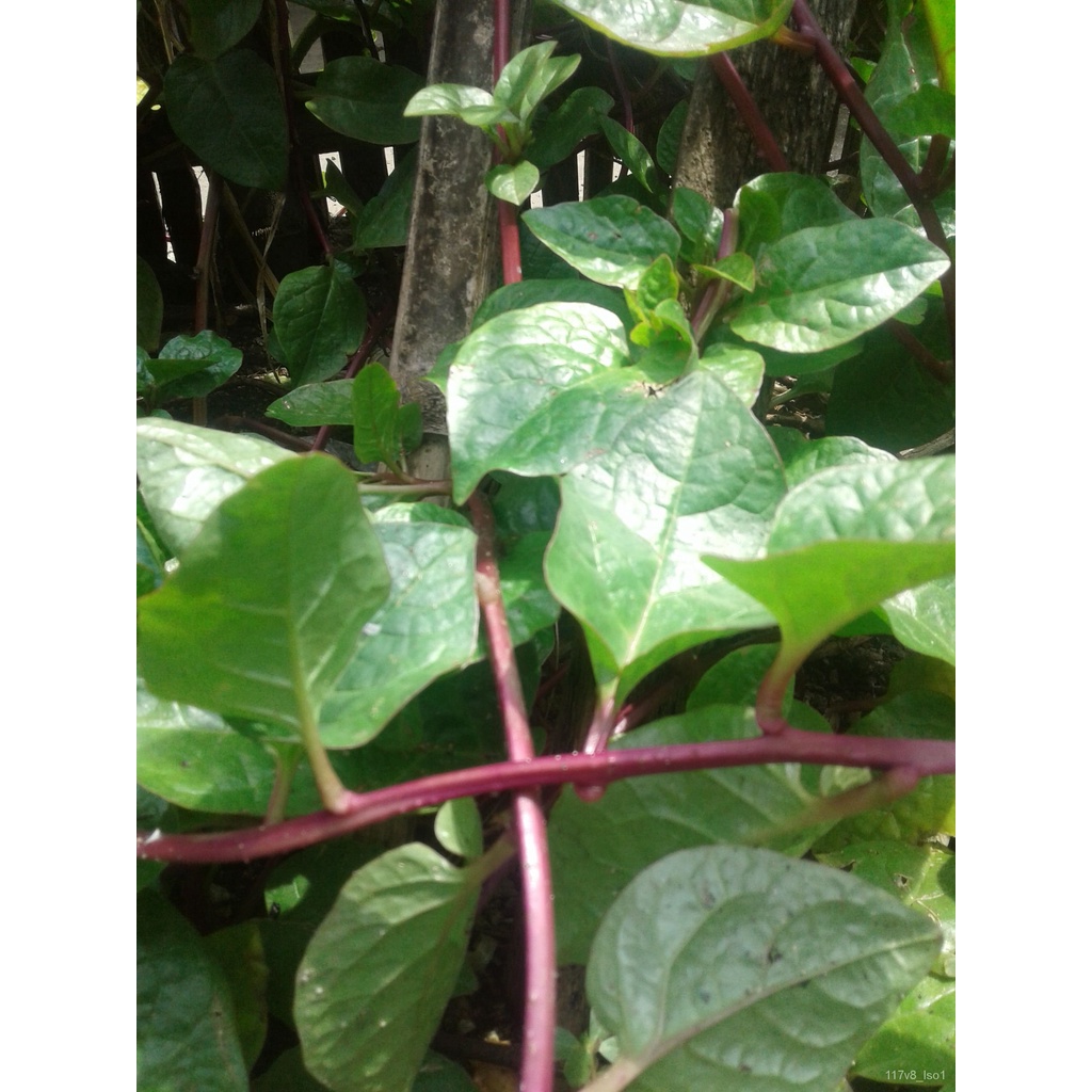 จุดประเทศไทย RPO Alugbati Red Leaf Seedsเมล็ดอวบอ้วน 100 รอคอยที่จะให้ ...