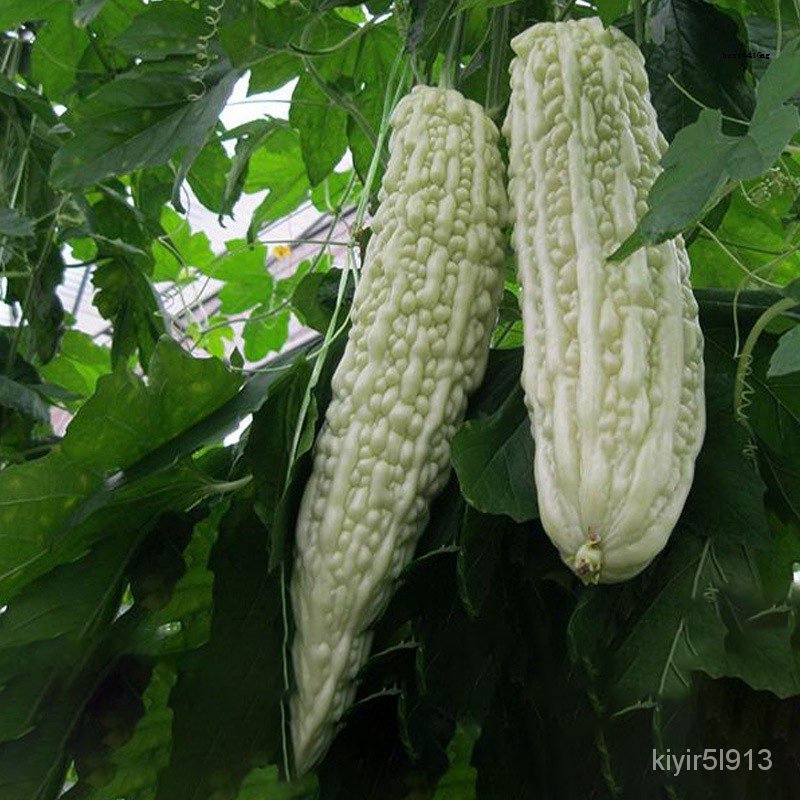 5pcs COD vegetable seeds-green leafy vegetables and micro-green ...