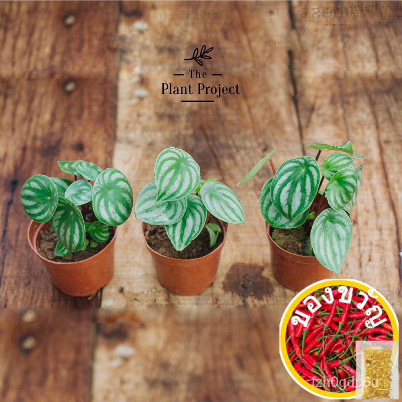 The Plant Project Peperomia Argyreia Watermelon water melon Live plant ...
