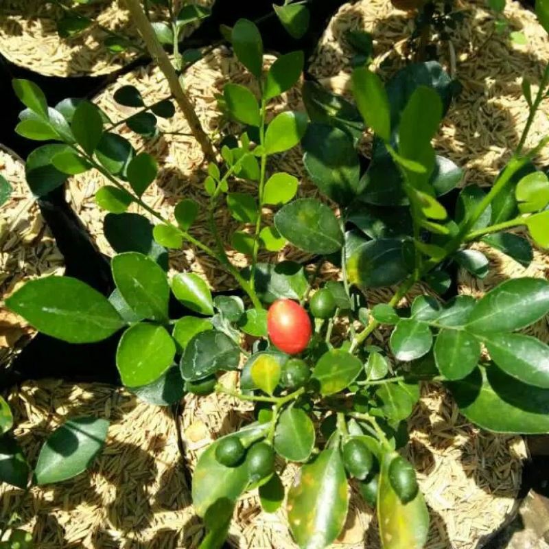 Ztkb AVON minyak wangi butterfly 30ml - lb213bsqdp - ThaiPick