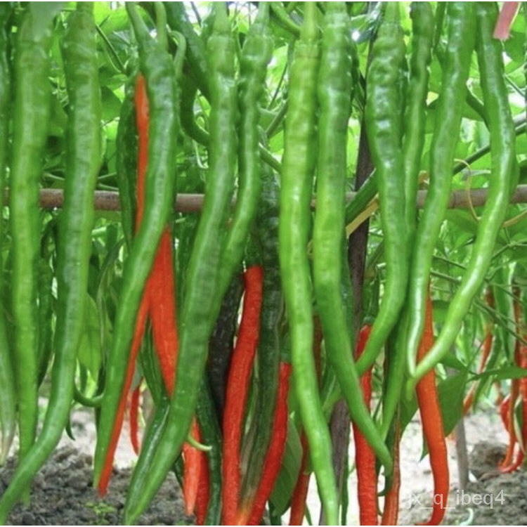 เมล็ดพันธุ์คุณภาพสูงในสต็อกในประเทศไทยเมล็ดพริกโจลอง 500 เมล็ด เมล็ด ...