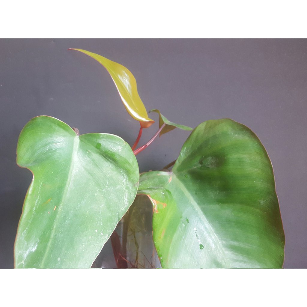 Plant Philodendron Erubescens Blushing Philo (Rooted Cuttings)เตียง ...