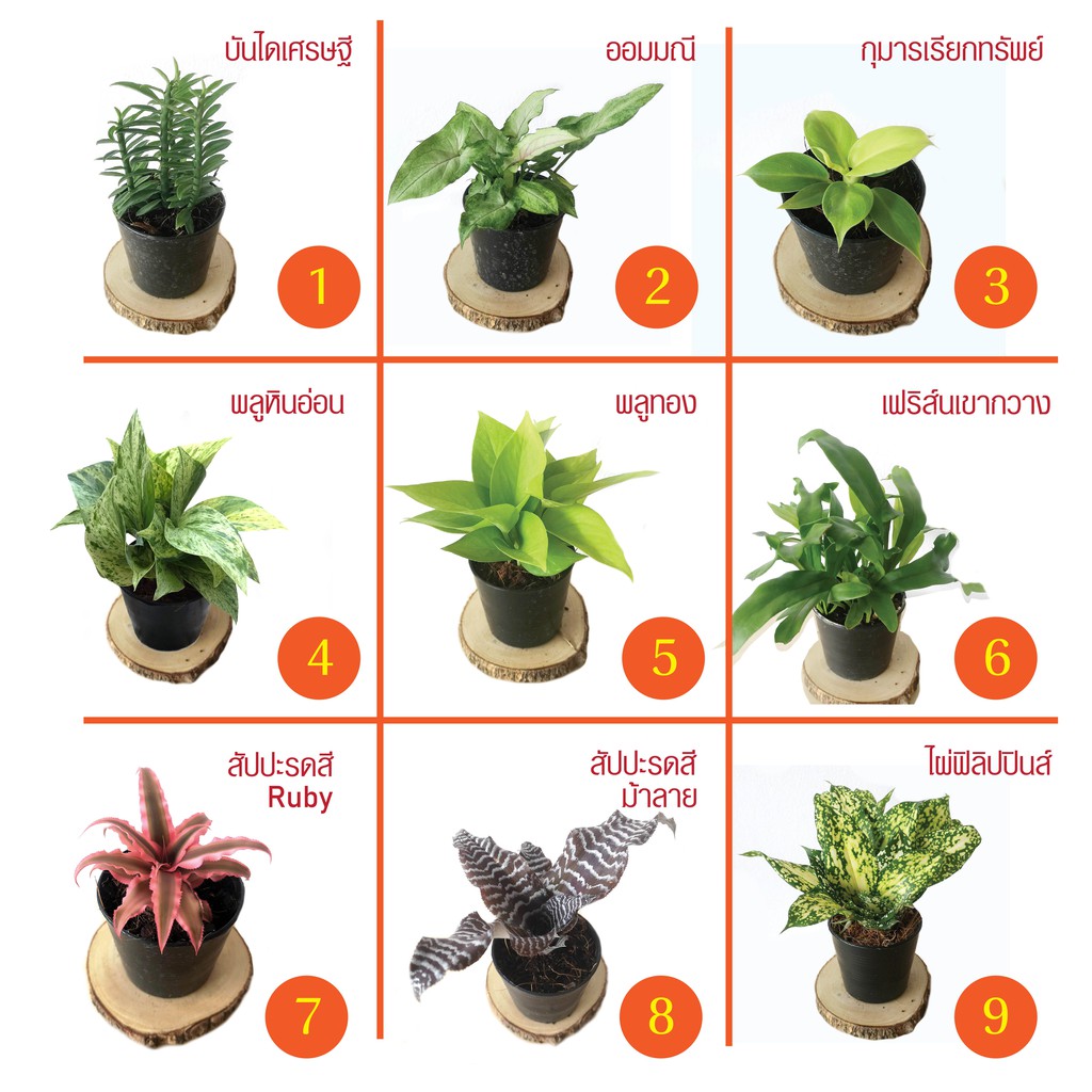 ไม้มงคลไม้ฟอกอากาศ ไม้เสริมดวง 29 บาท โปร 5 ต้น 100 บาท Set 2