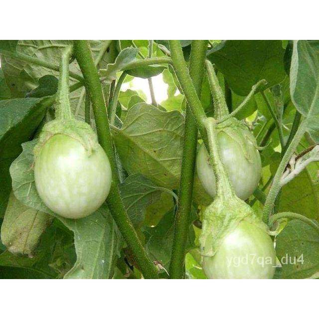 จุดประเทศไทย ILOCOS EGGPLANT ROUND GREEN VEGETABLE SEEDS (105 seeds)เมล็ดอวบอ้วน 100 รอคอยที่จะ ...