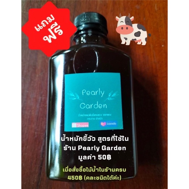 แม่พันธ์ุ จอกแดงญี่ปุ่น สำหรับแต่งอ่างปลา เพาะในอ่างไฟเบอร์ ปลอดปรสิต ปลอดหอย - pearlygarden ...