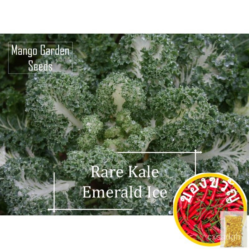 หายาก Emerald Ice เมล็ด-20เมล็ด หม้อ ท่าน้ำ Pasu Benih Ice น้ำแข็ง甘蓝菜 ...