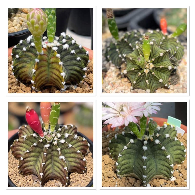 014a ถูกที่สุด พร้อมโปรโมชั่น ส.ค. 2022|BigGoเช็คราคาง่ายๆ