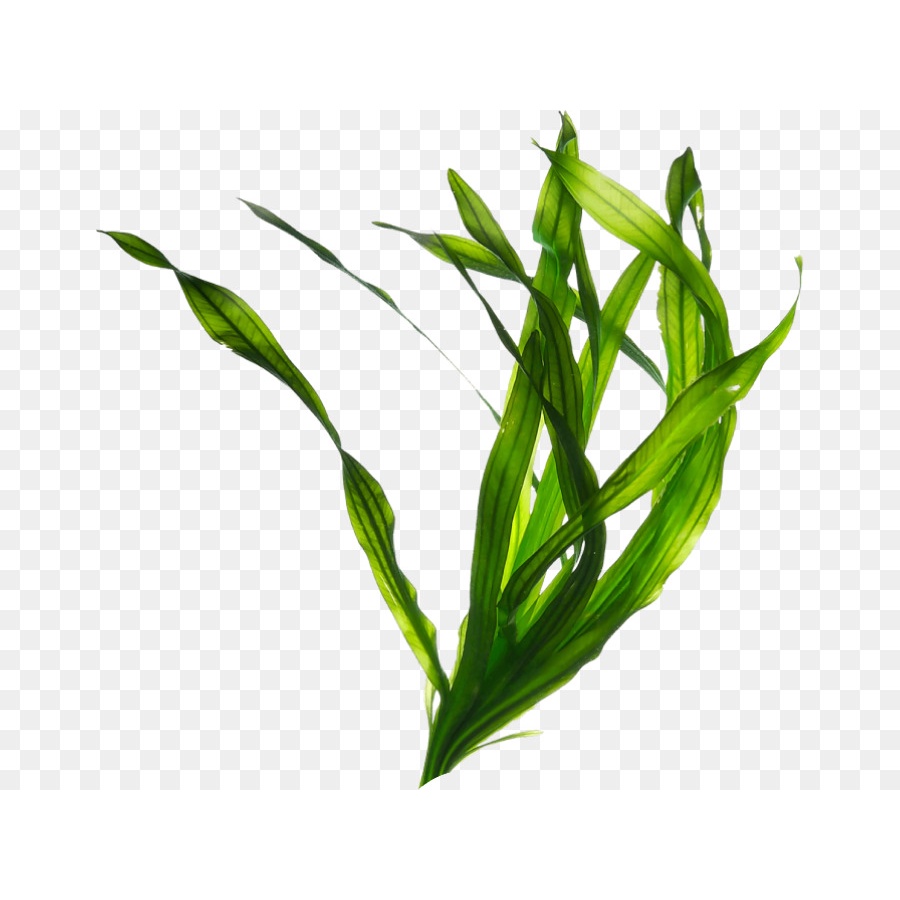 Algena Spirulina อัลจีน่า สาหร่ายสไปรูลิน่า 300 แคปซูล 500 มก.ต่อแคปซูล ...