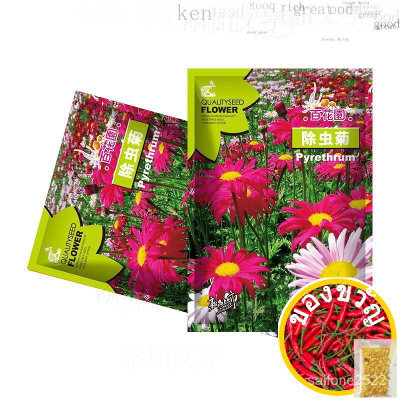 Pyrethrum SEED chrysanthemum SEED Family เมล็ดไพรีทรัมดอกเบญจมาศเมล็ด ...