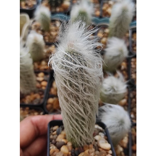 espostoa ritteri ในกระถาง2นิ้ว - smilecactus - ThaiPick