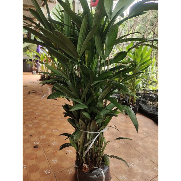 ต้นจั๋งแคระ สูงประมาณ30-80เซนติเมตร | Shopee Thailand