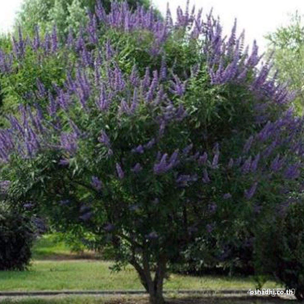 Oshadhi Vitex Leaf (Chaste Tree Leaf) Essential Oil 1ml - 4do96g5_u9 ...