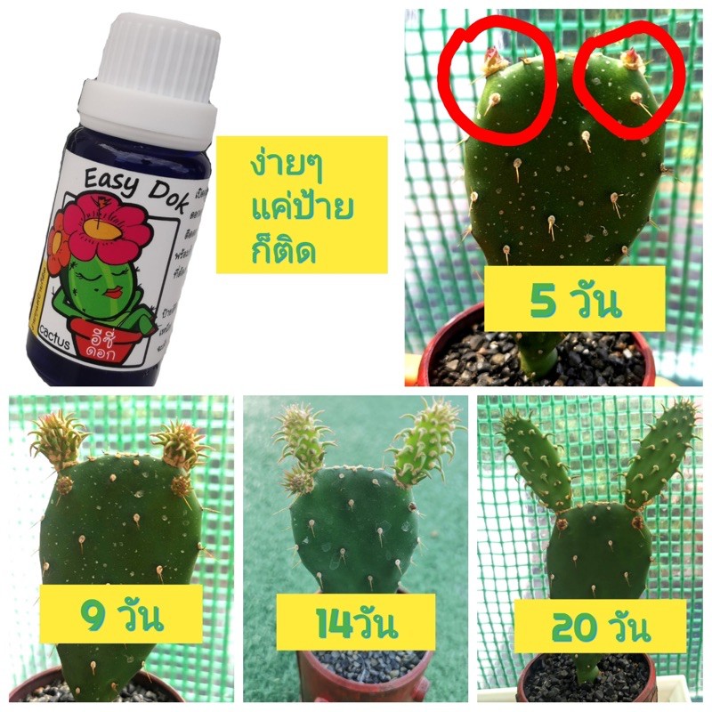 Easy dok อีซี่ดอก สารเปิดตาเร่งแตกหน่อติดดอกแคคตัส(สูตรน้ำ)ใช้งานได้ทันทีไม่ต้องผสมน้ำ ปุ๋ยเร่ง ...