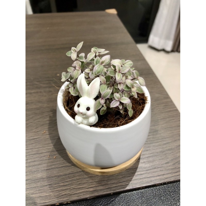 ต้นริบบิ้นชาลีด่าง + กระถาง (พร้อมถาดรองไม้) lPIJ | Shopee Thailand