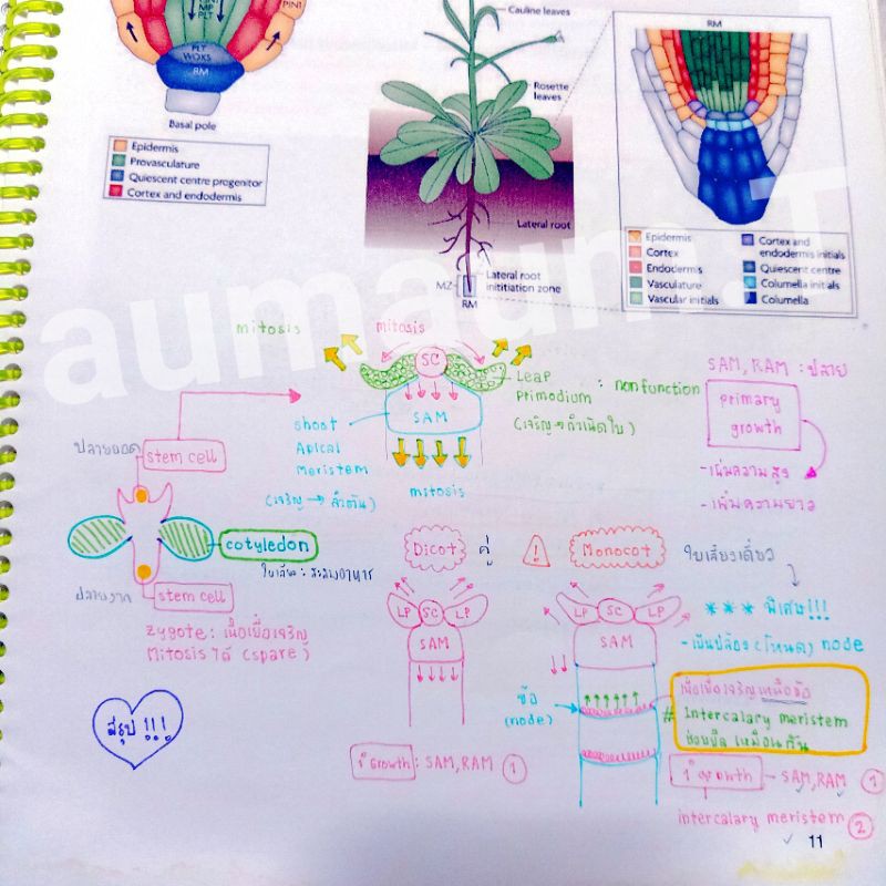Biobeam คอร์ส ICU เล่ม 7 หนังสือเรียนพิเศษ,หนังสือเตรียมสอบ,หนังสือมือ ...