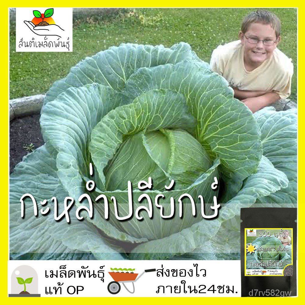 เมล็ดพันธุ์ กะหล่ำปลียักษ์ 300 เมล็ด Giant Russian Cabbage Seed เมล็ด ...