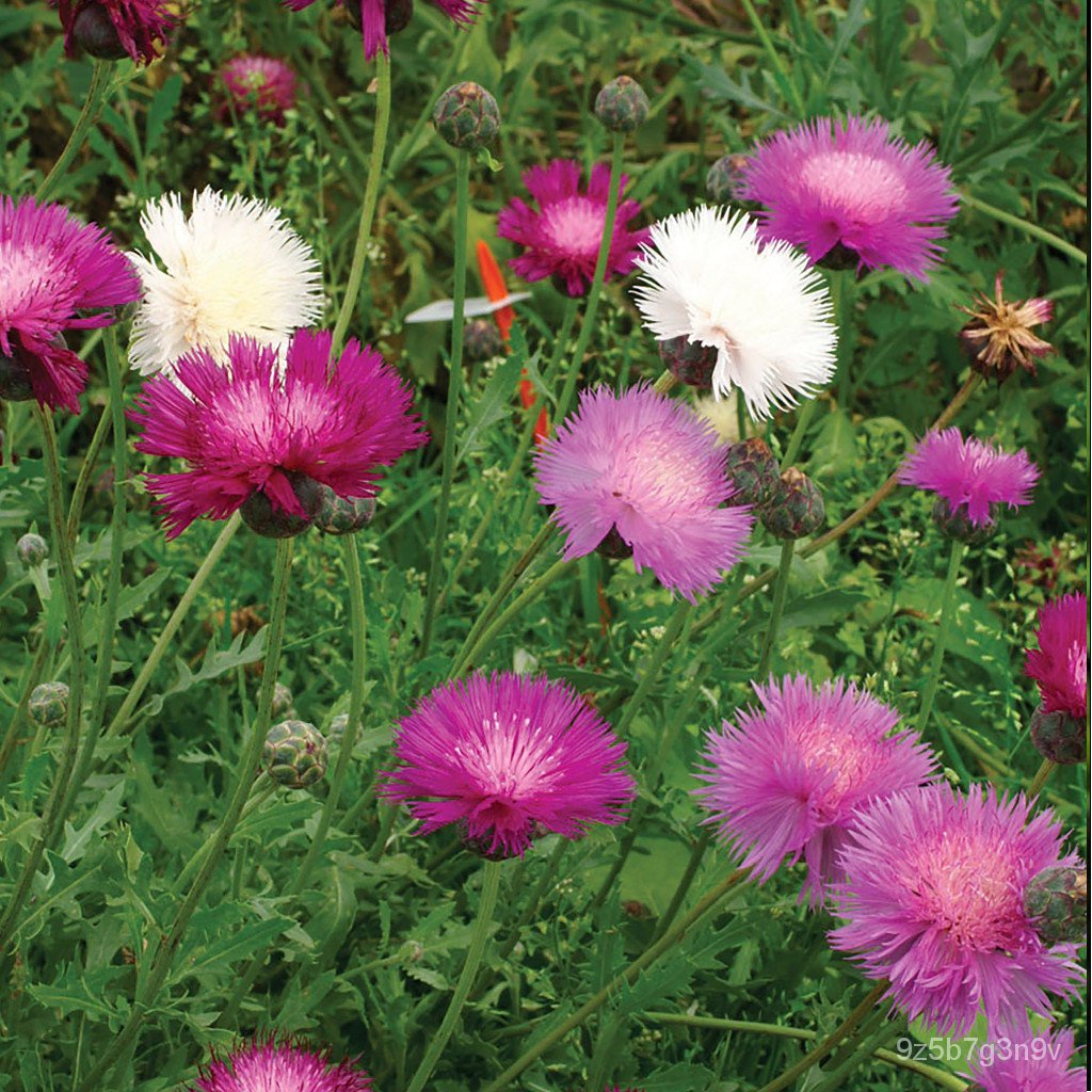 จุดประเทศไทย Sweet Sultan 20 Seeds Centaurea Moschata Annual Mixed ...